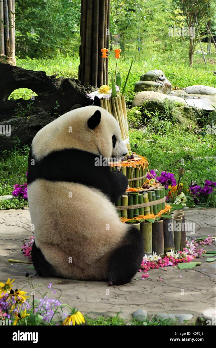 Chengdu, China's Sichuan Province. 23rd Aug, 2017. Giant panda Bao Bao ...