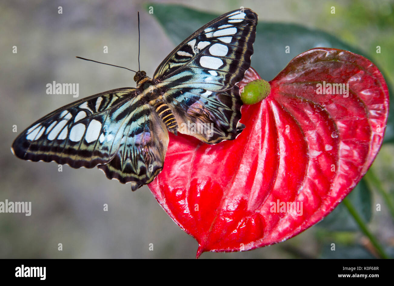 2017 m2 hi-res stock photography and images - Alamy