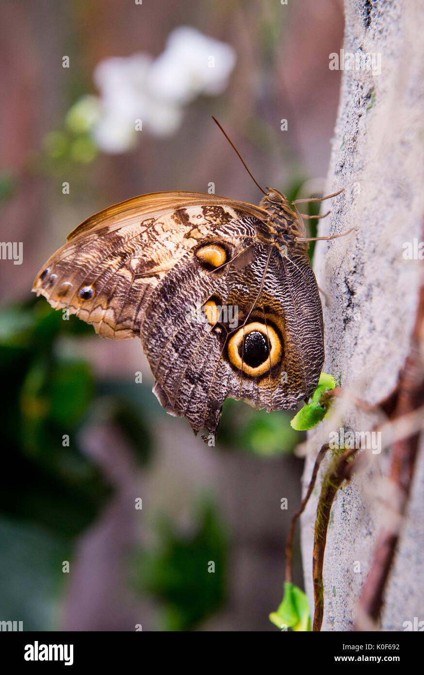 Prague, Czech Republic. 23rd Aug, 2017. Papilonia Butterfly House ...