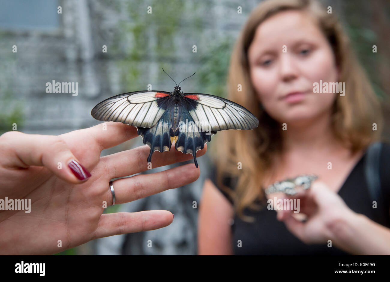 Prague, Czech Republic. 23rd Aug, 2017. Papilonia Butterfly House ...