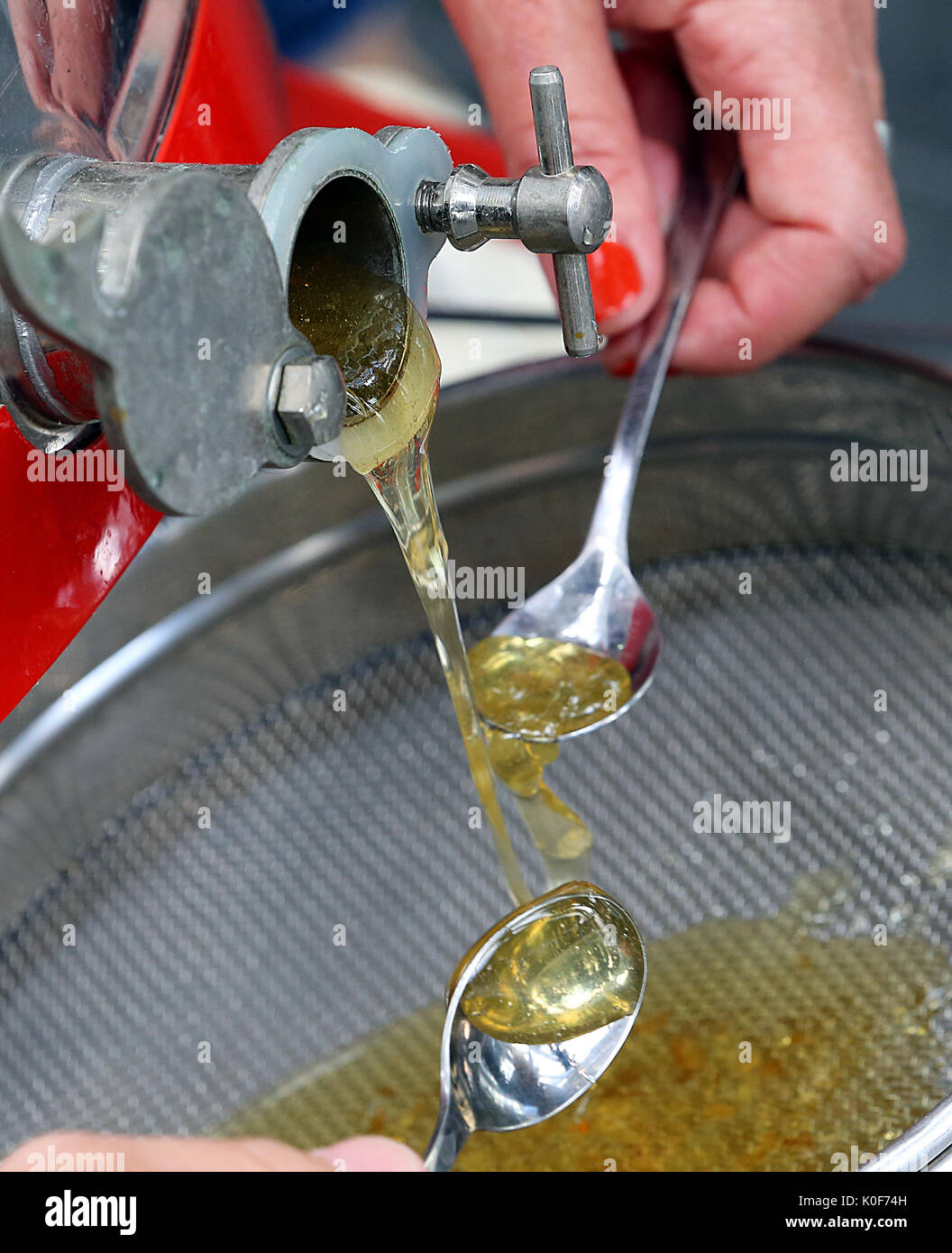 People try fresh honey from bee colonies at the German Reichstag in ...