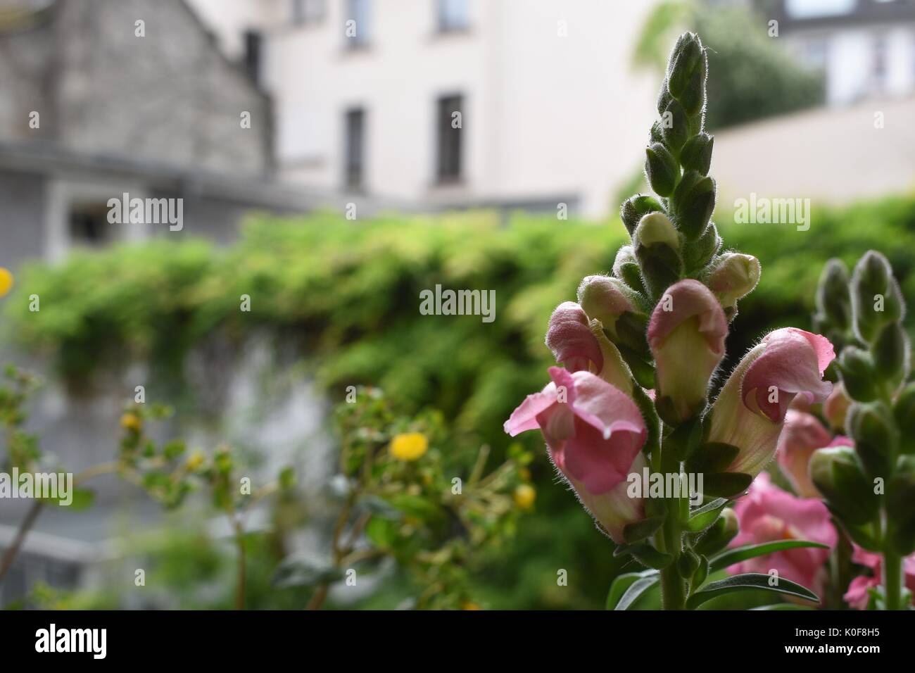 Snapdragon petal hi-res stock photography and images - Alamy