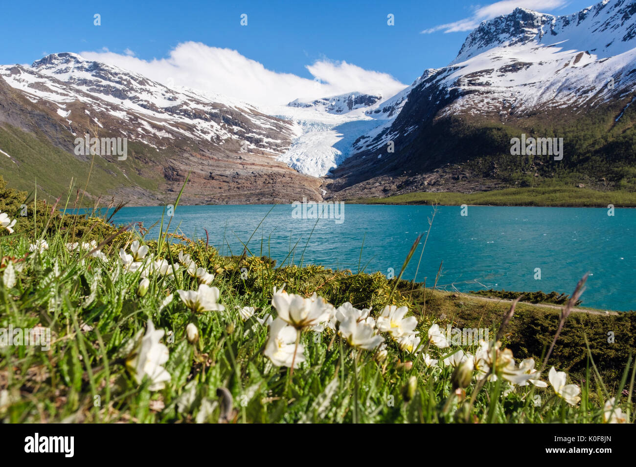 National flower of norway High Resolution Stock Photography and Images ...