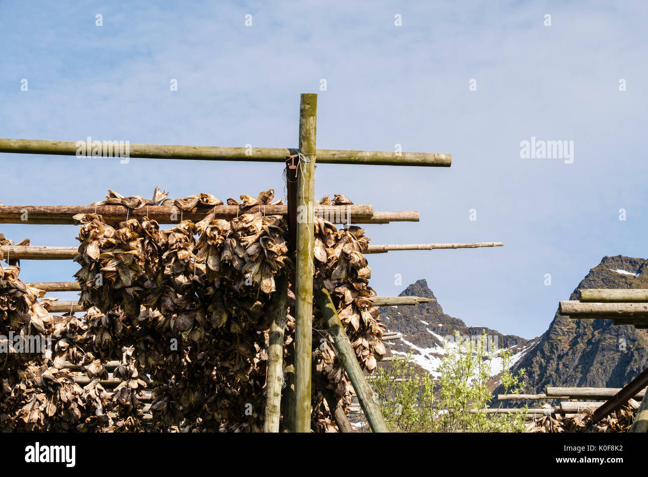 Stockfish cod fish heads drying on racks outside for foreign export. Å ...