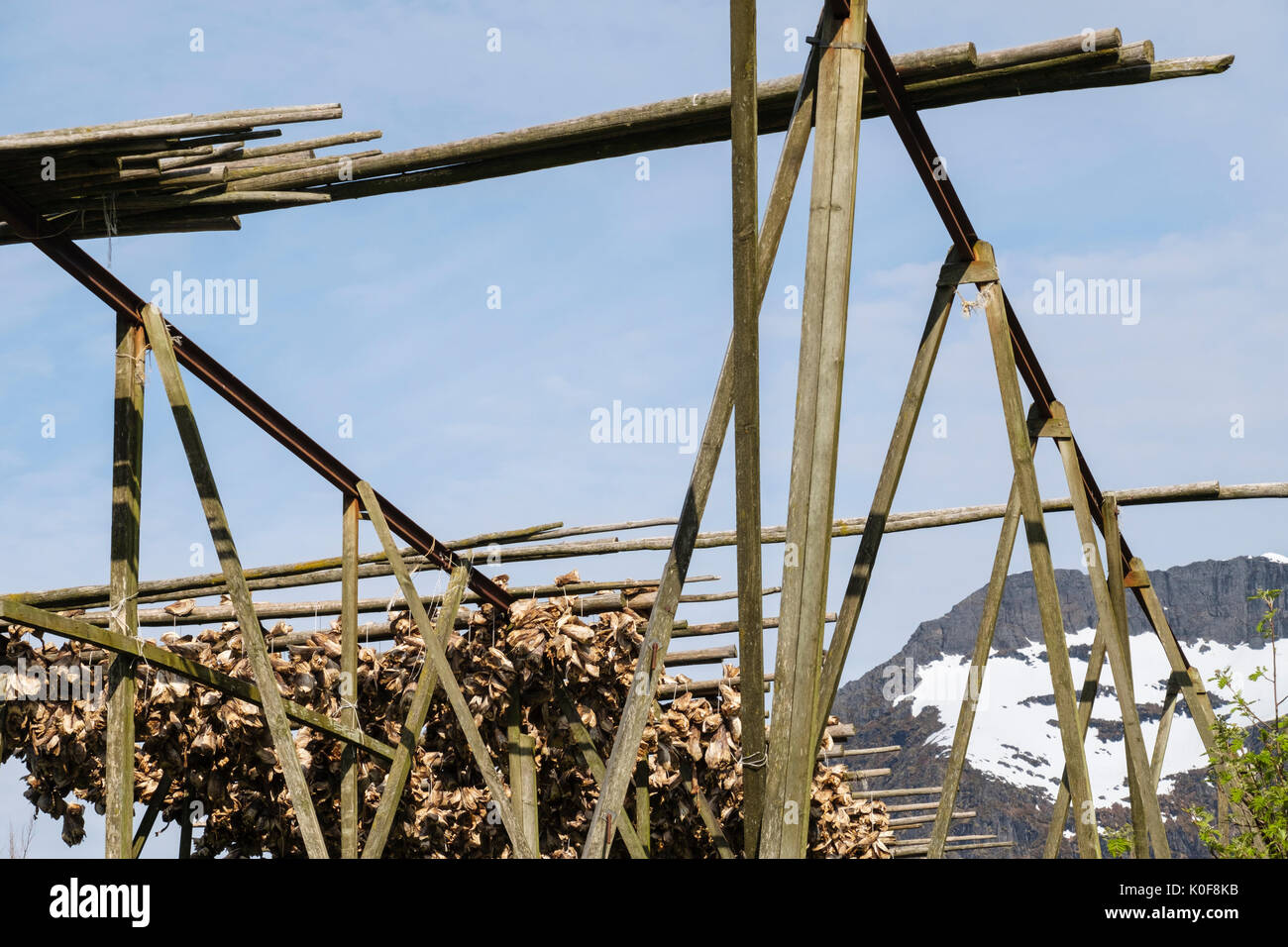 Stockfish cod fish heads drying on racks outside for foreign export. Å ...