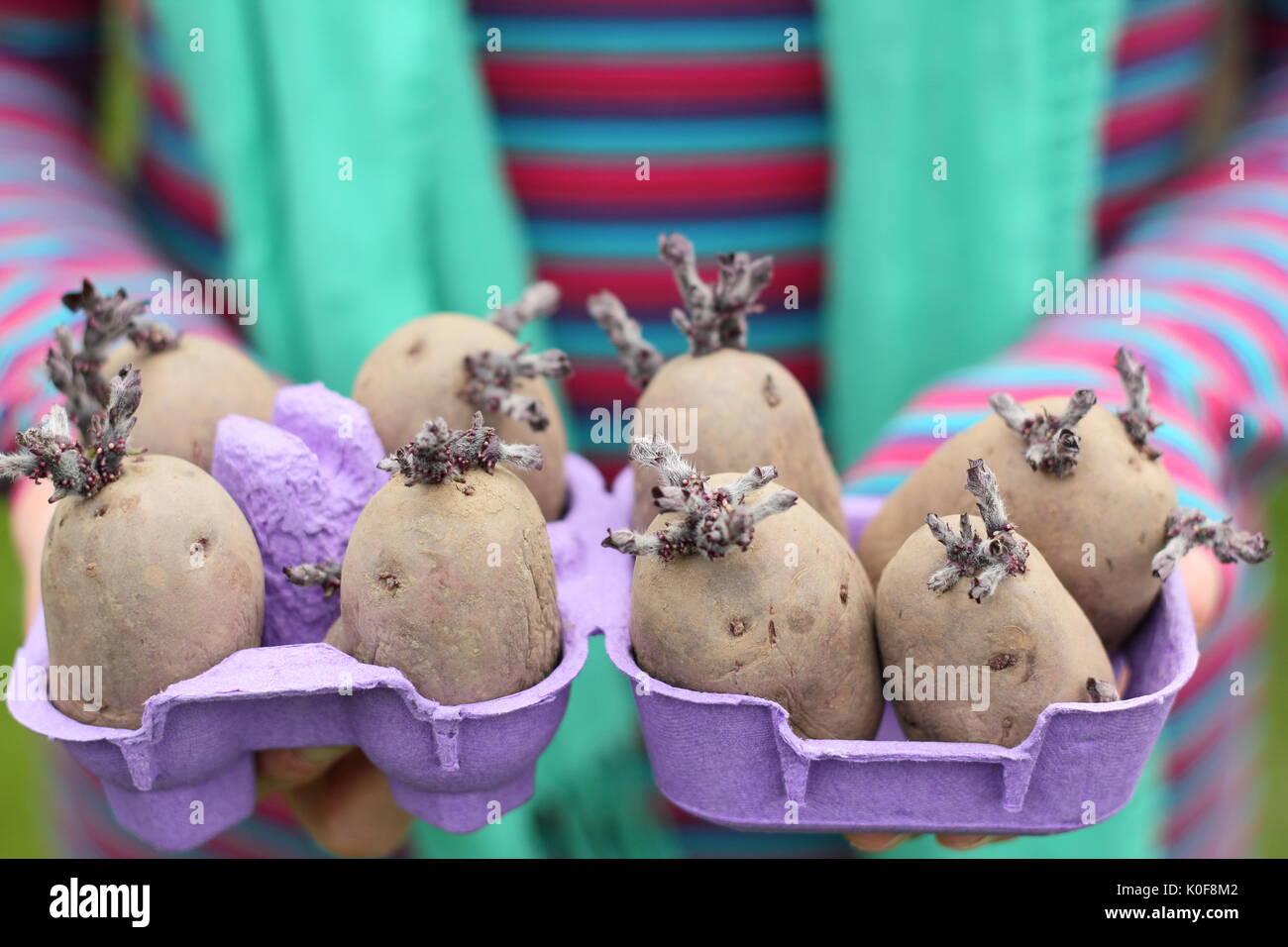 Solanum tubersosum. Chitted seed potatoes 'Red Duke of York' ready for ...