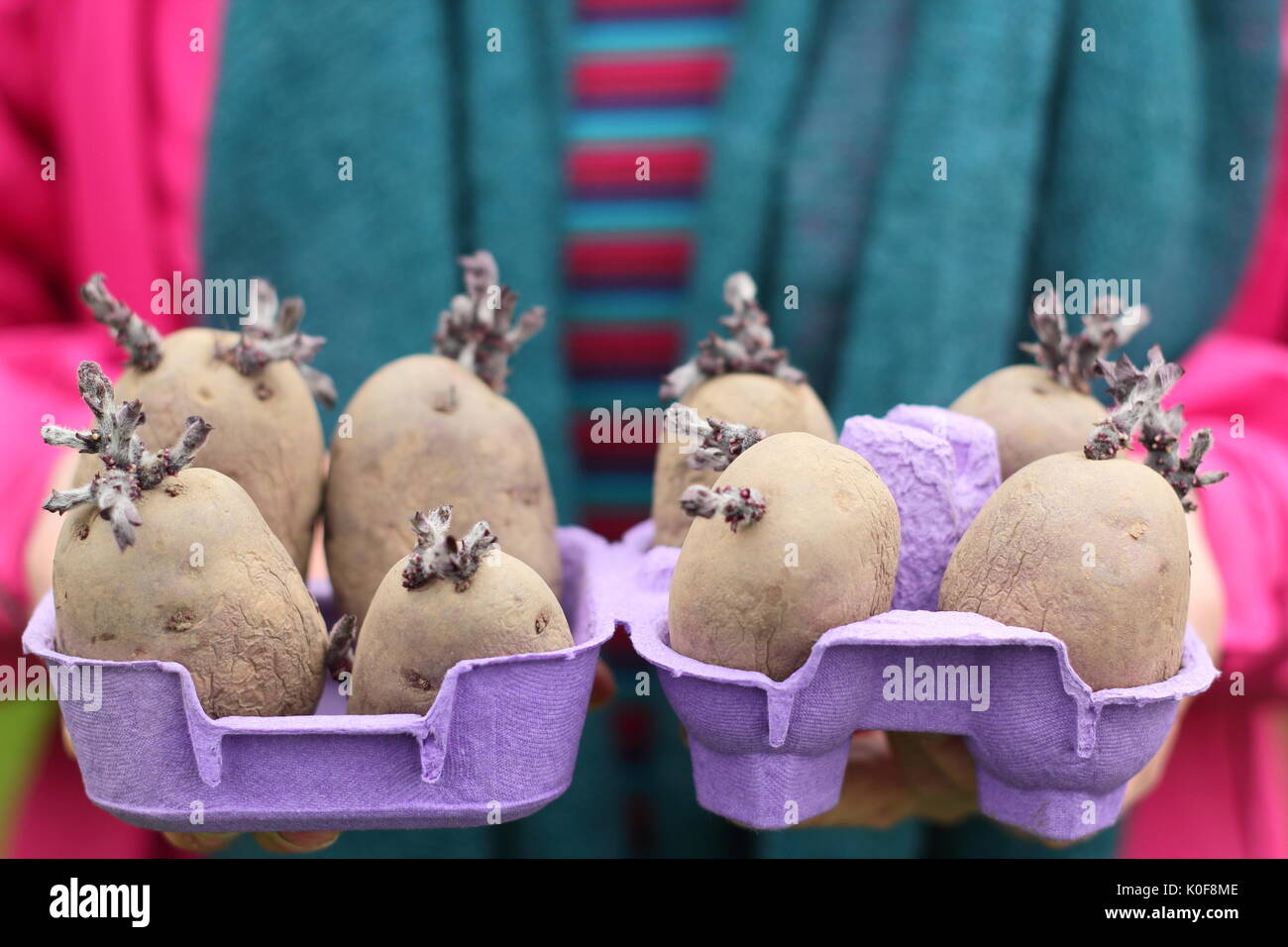 Solanum tubersosum. Chitted seed potatoes 'Red Duke of York' ready for ...