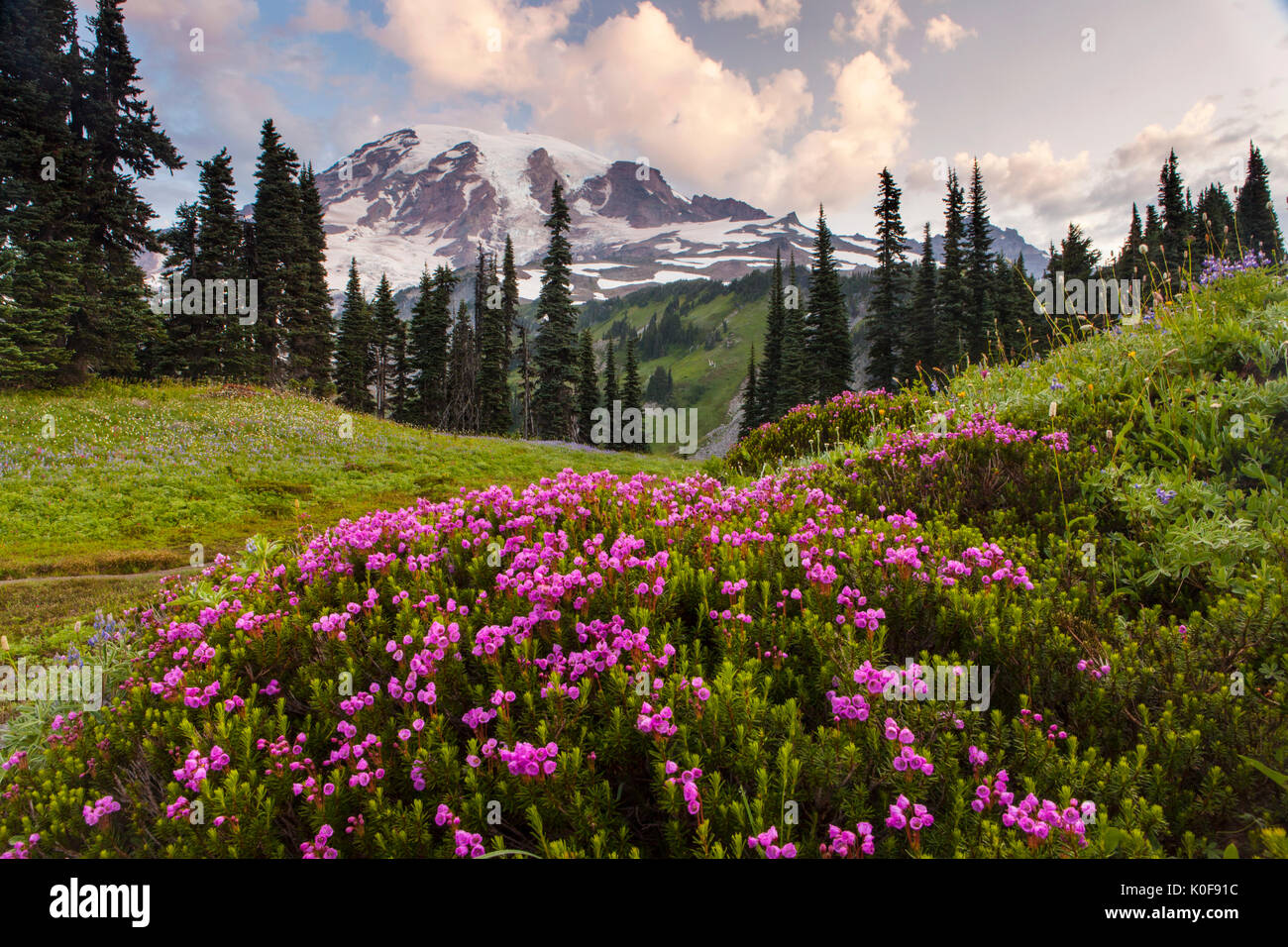 Mount Rainier above pink heather on Mazama Ridge in Mount Rainier ...