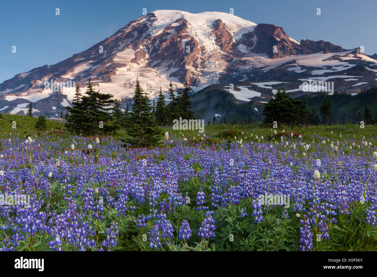 Mount Rainier above the flower meadows of Mazama Ridge near Paradise in ...