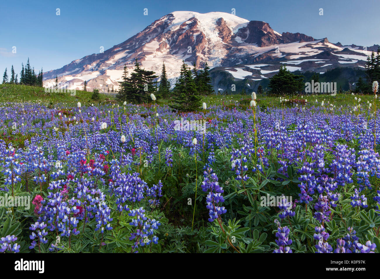 Mount Rainier above the flower meadows of Mazama Ridge near Paradise in ...