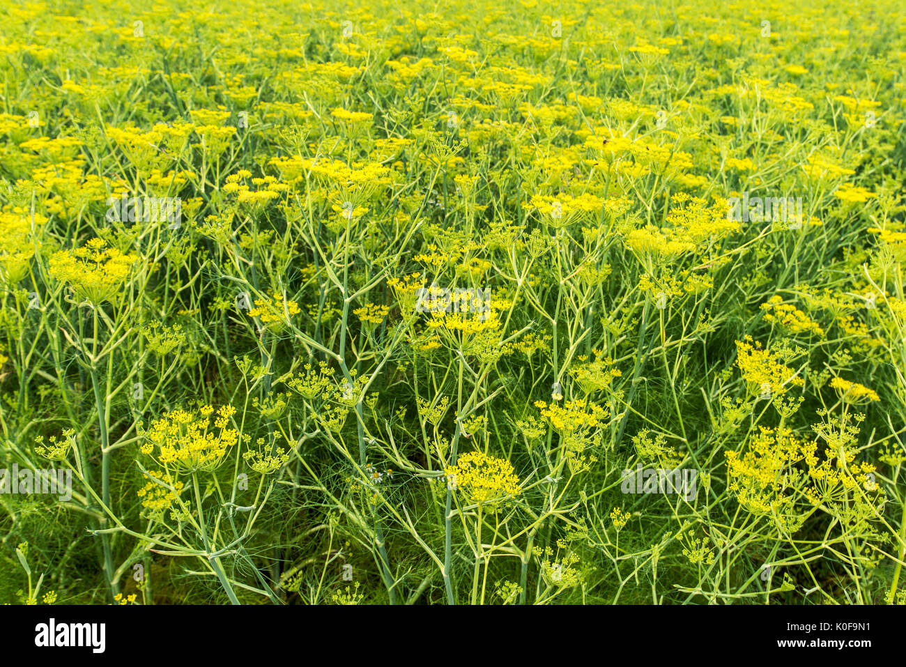 Field of dill (Anethum graveolens), Middle Franconia, Bavaria, Germany ...