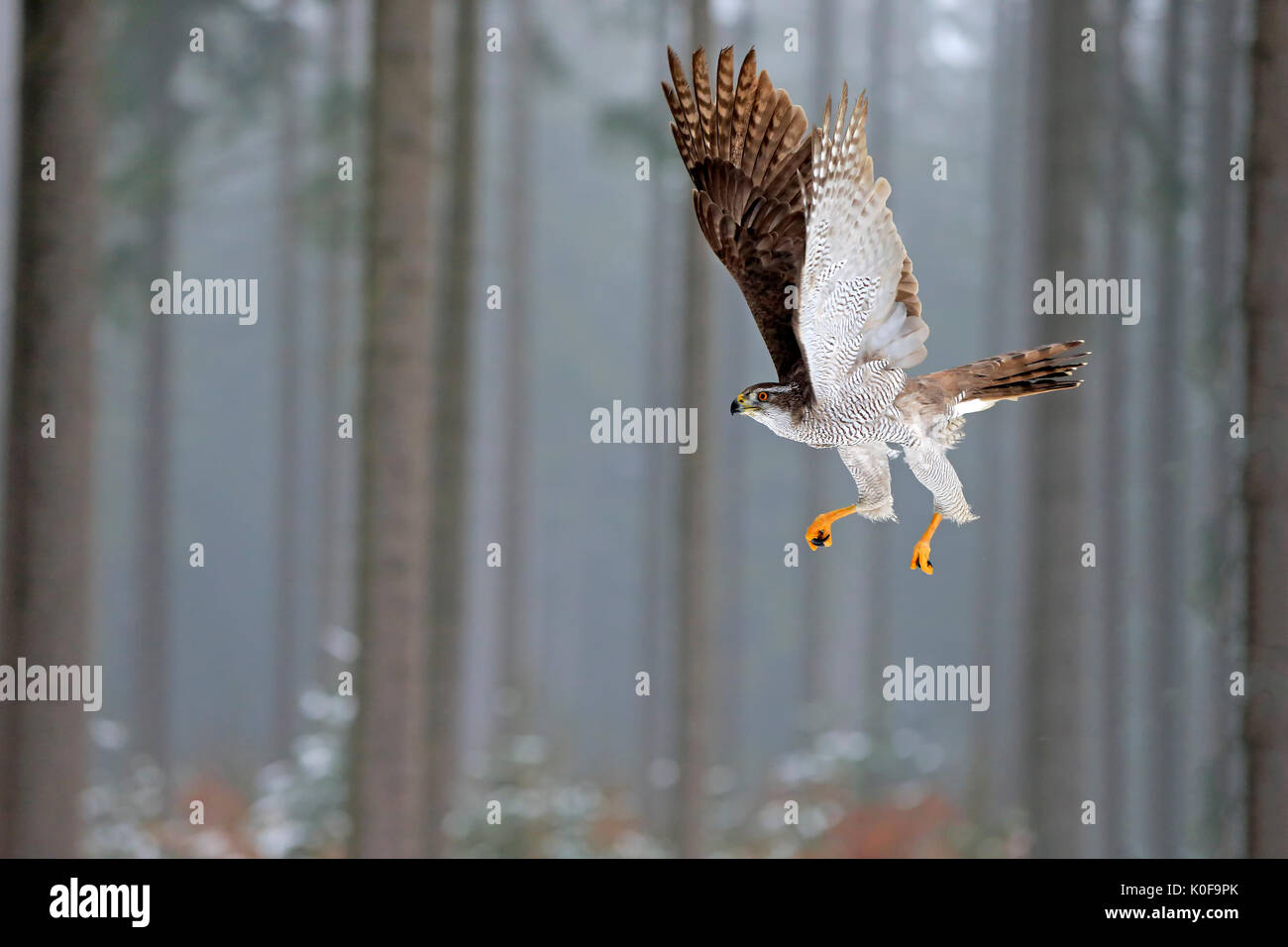 Northern goshawk (Accipiter gentilis), adult in winter, in snow, in ...
