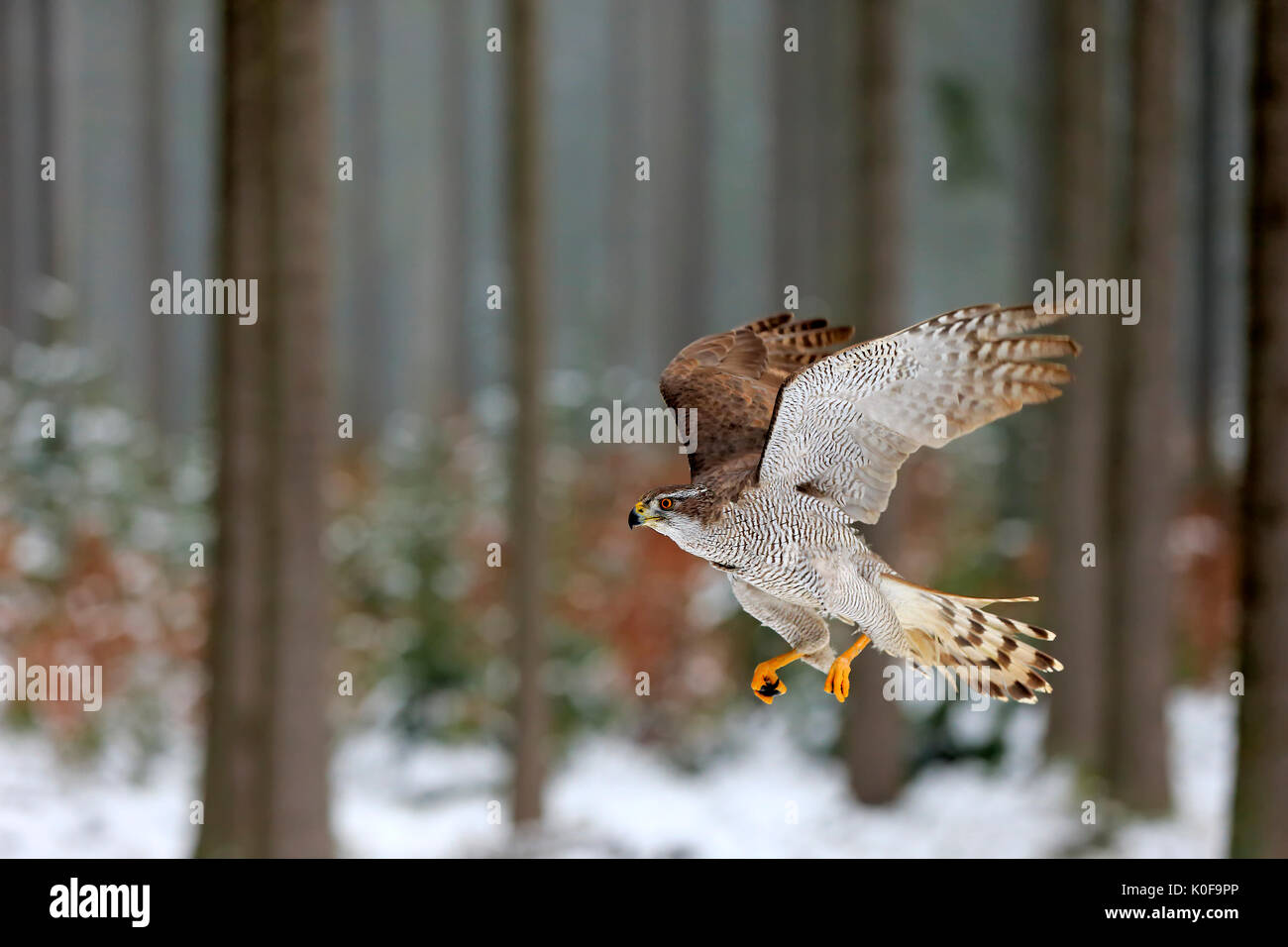 Goshawk flight northern hi-res stock photography and images - Alamy