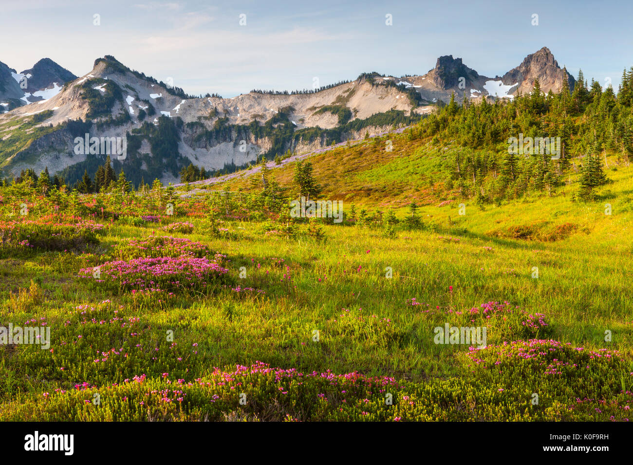 The Tatoosh Range above pink heather on Mazama Ridge, Mount Rainier ...