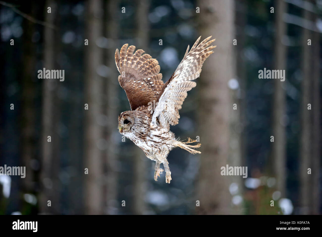 Tawny owl flying hi-res stock photography and images - Alamy