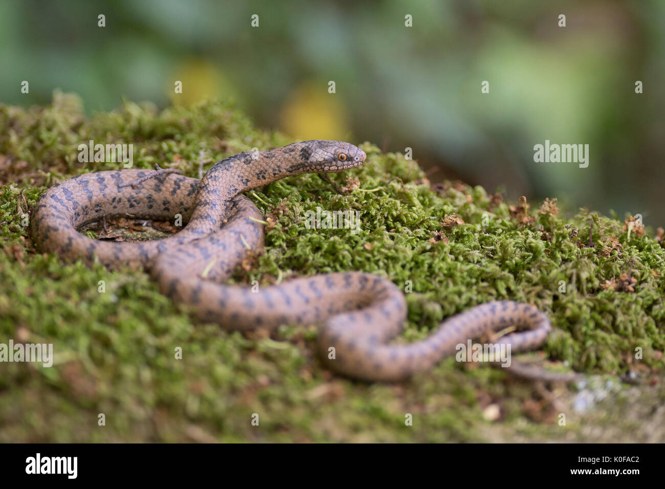 smooth snake coronella austriaca Stock Photo - Alamy