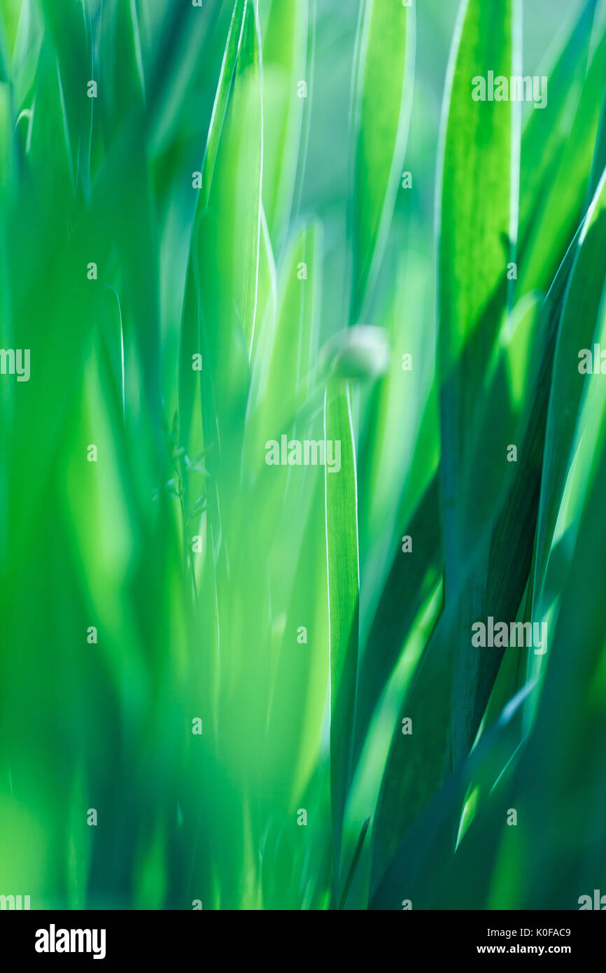 Soft grass hi-res stock photography and images - Alamy