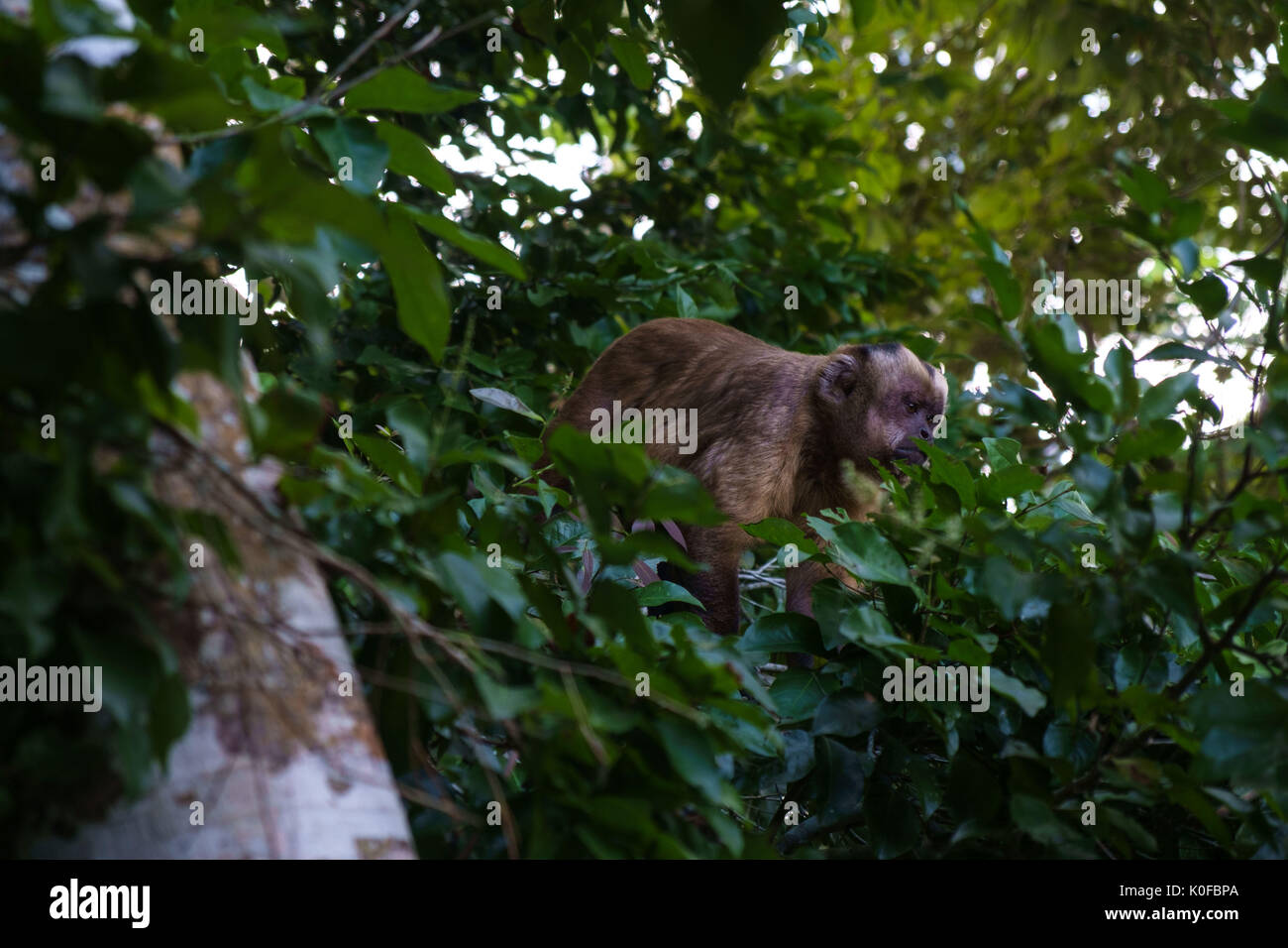 Howler Monkey in bolivian Amazon Stock Photo - Alamy