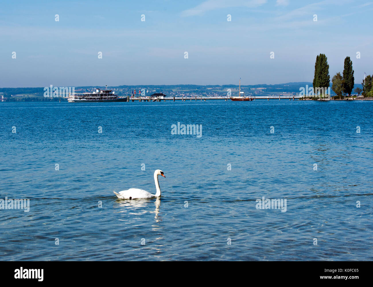 A swan and passenger ship on Lake Constance near Immenstaad ...