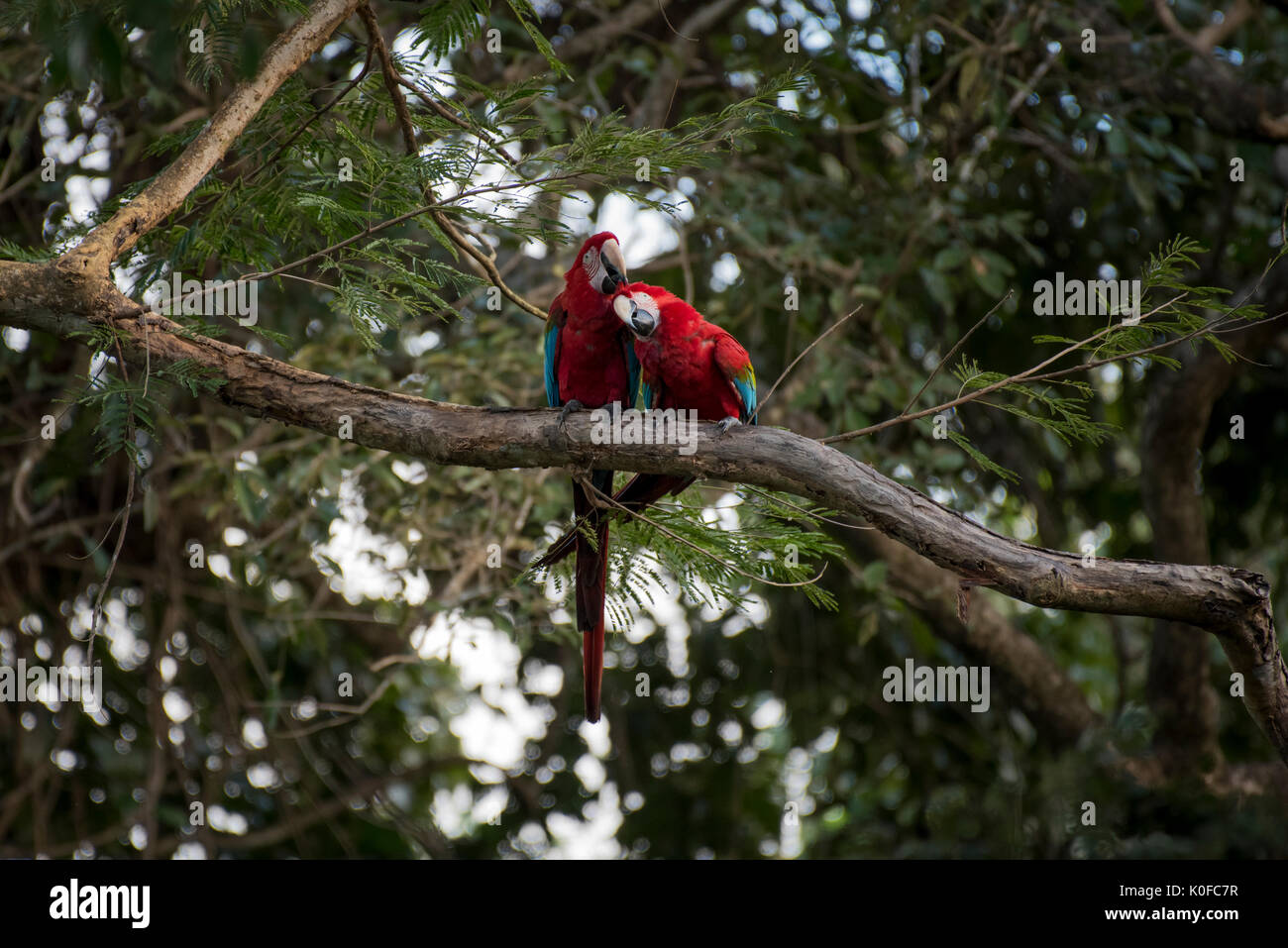 Preen animal hi-res stock photography and images - Alamy