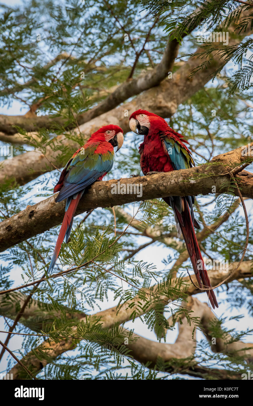 On acacia tree hi-res stock photography and images - Alamy