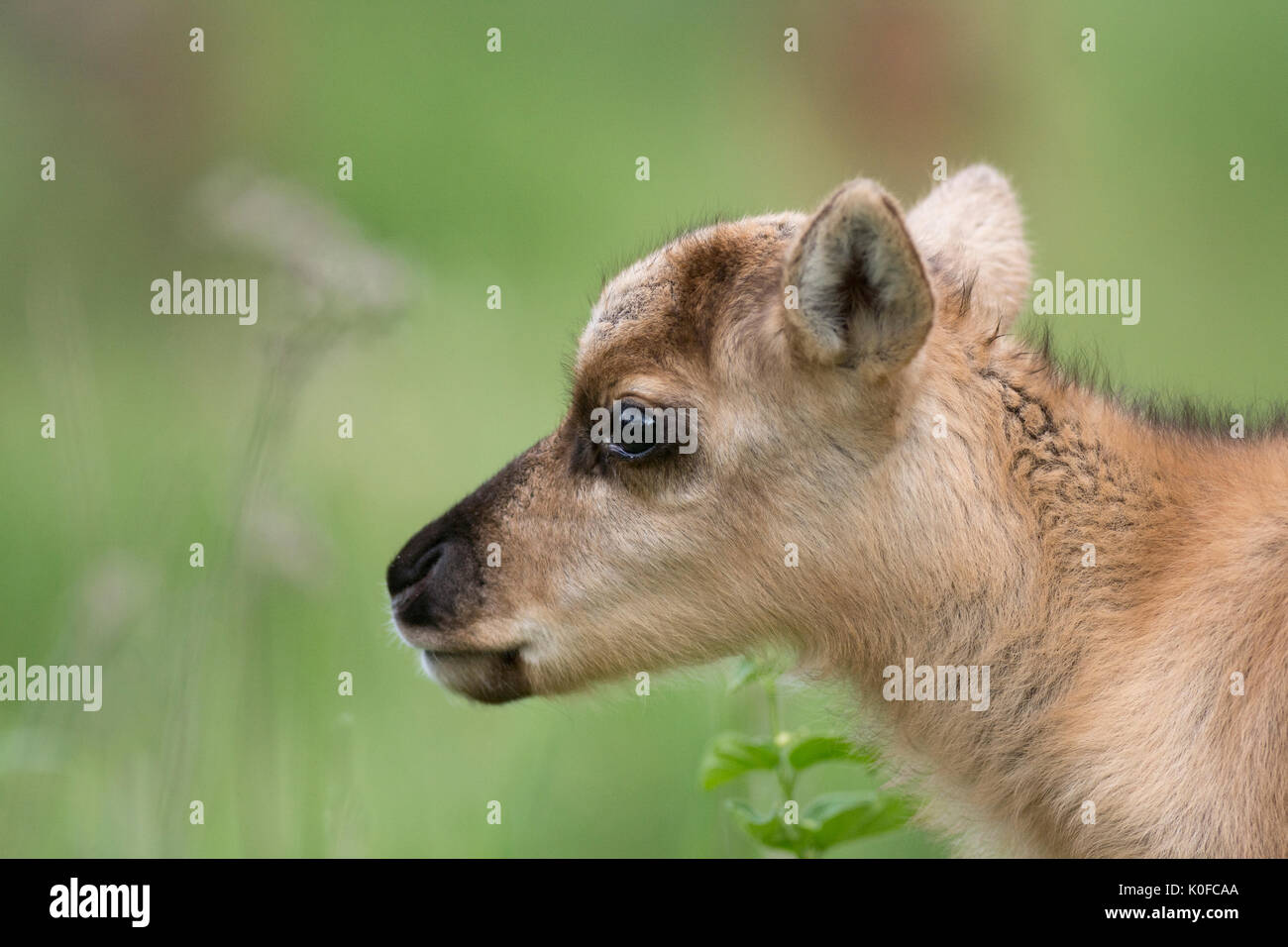 Scandinavian Reindeer Calf High Resolution Stock Photography and Images ...