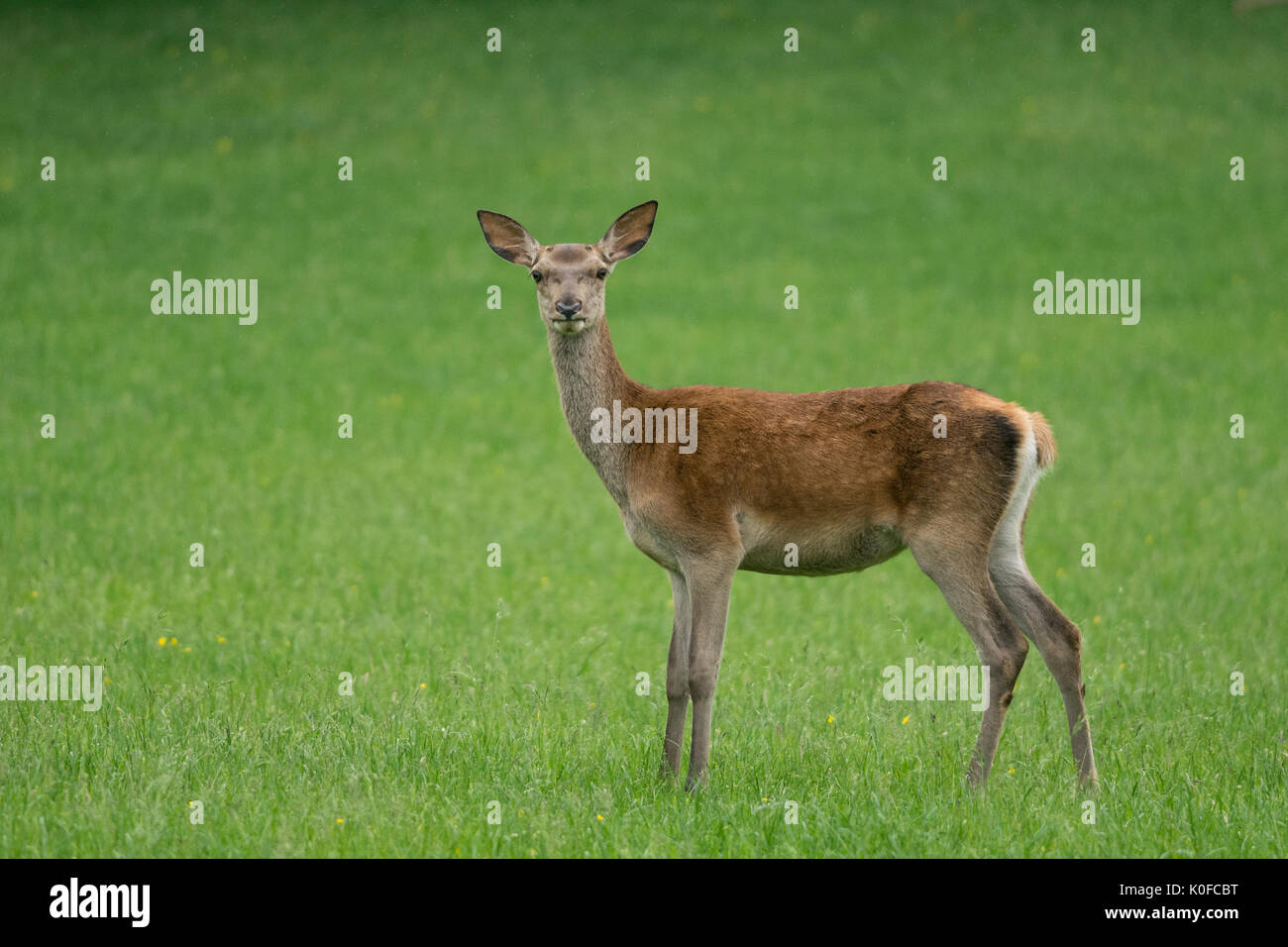 red deer. Cervus elaphus Stock Photo - Alamy