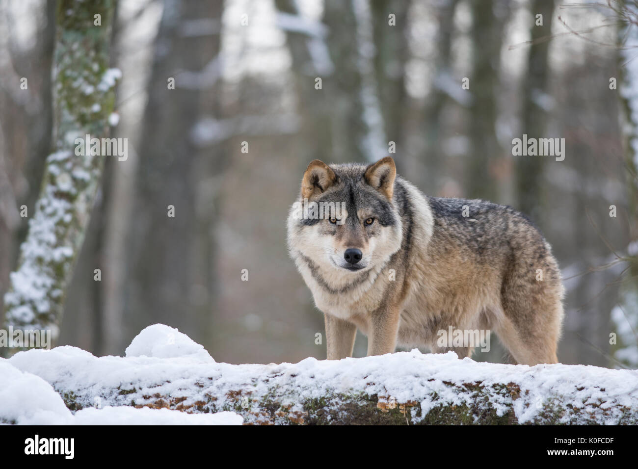 Grey wolf in snow yellowstone hi-res stock photography and images - Alamy