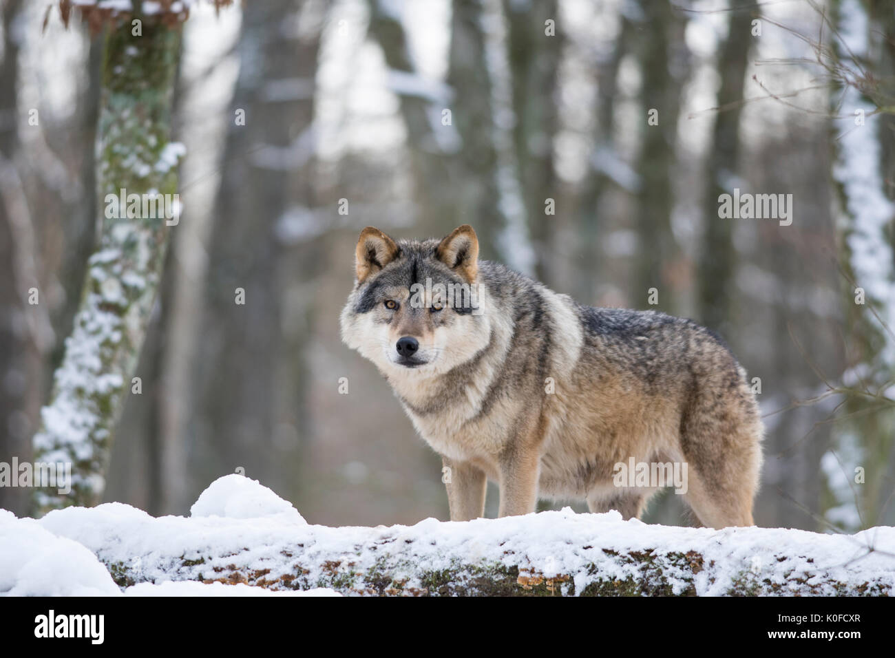 Wolves Snow High Resolution Stock Photography and Images - Alamy