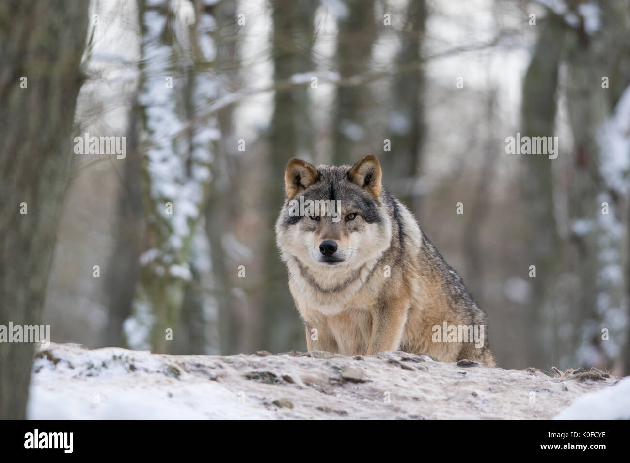 Grey wolf in winter Stock Photo - Alamy