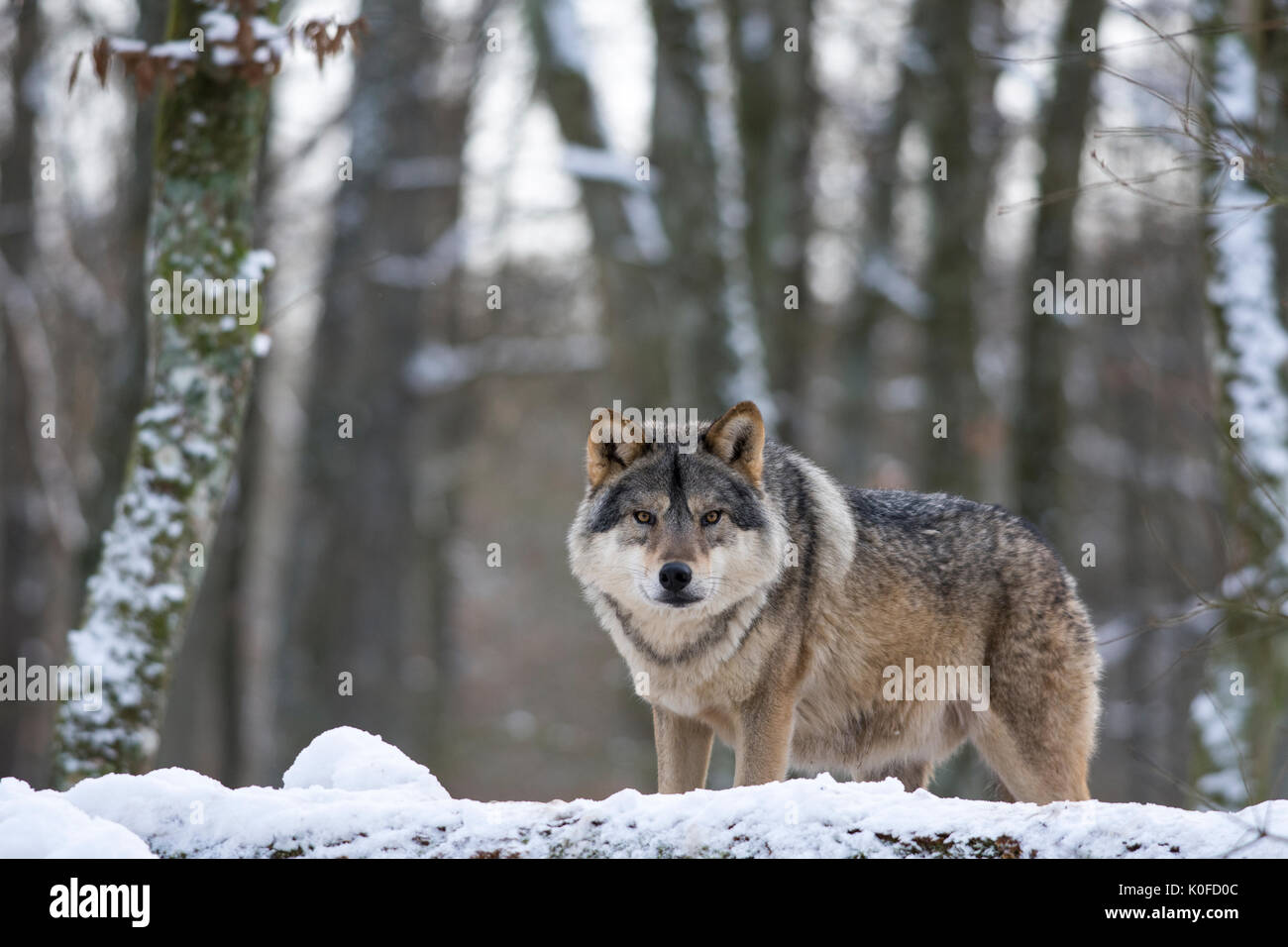 Grey wolf in winter Stock Photo - Alamy