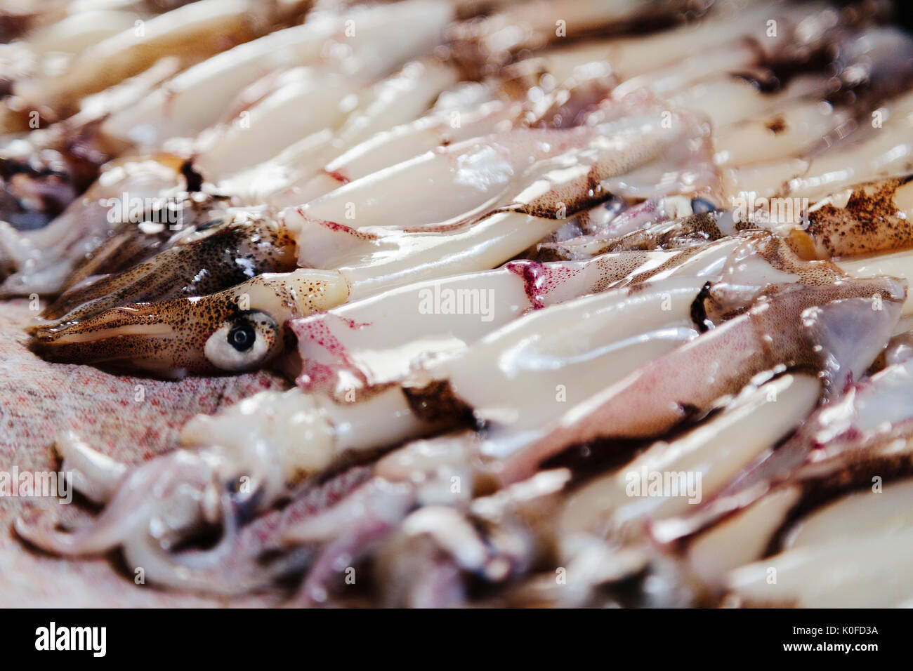 Freshly caught squids Stock Photo - Alamy