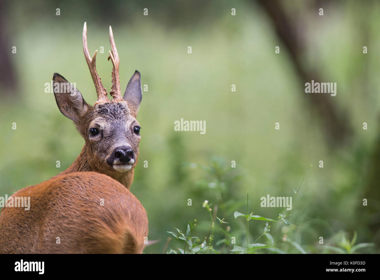 Roe calf capreolus capreolus hi-res stock photography and images - Alamy