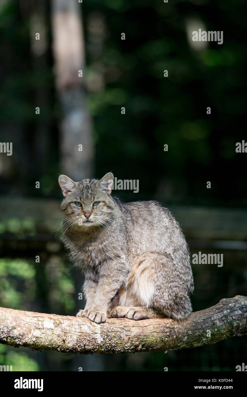 Scottish wildcat tail hi-res stock photography and images - Alamy