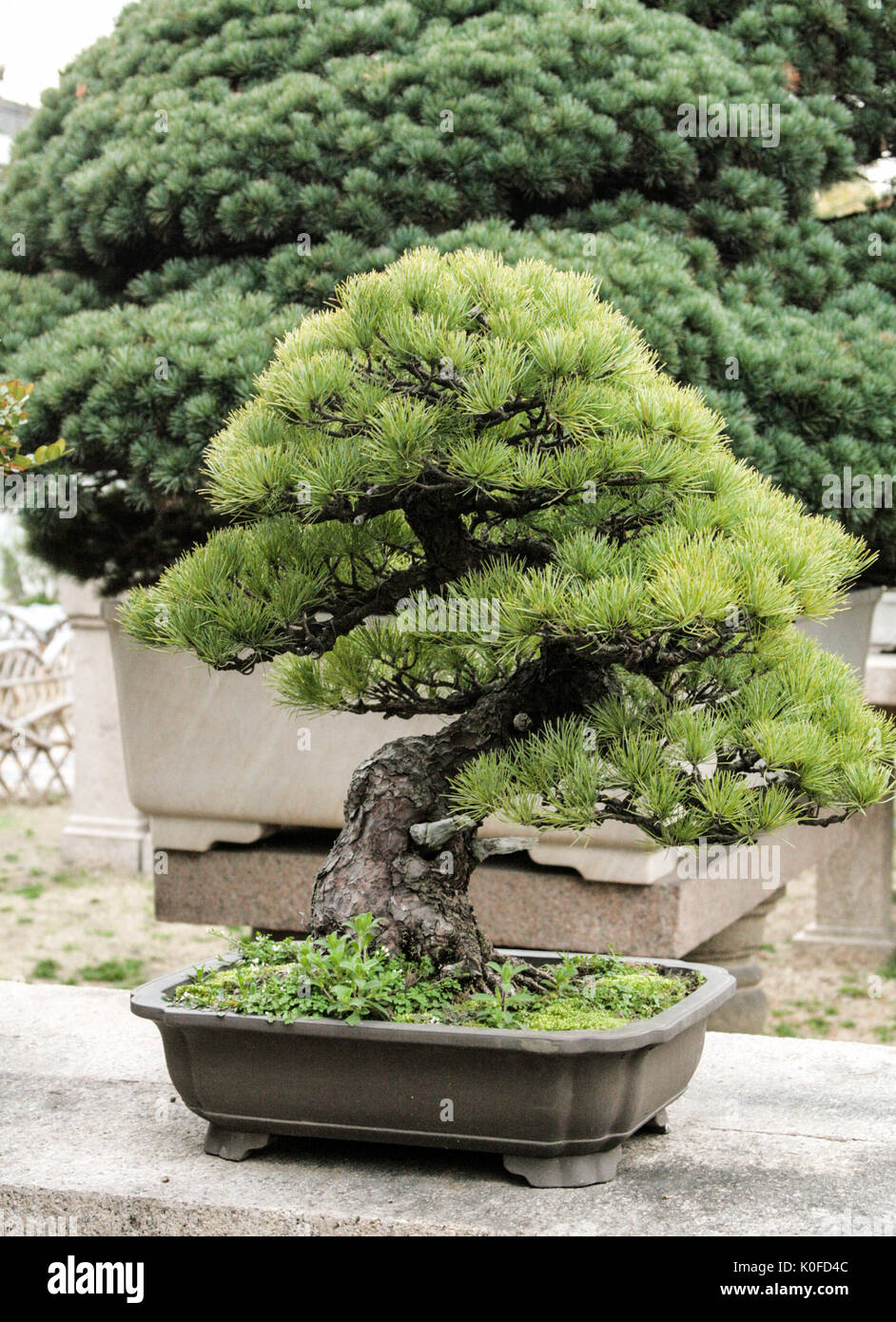 Bonsai as style of life Stock Photo - Alamy