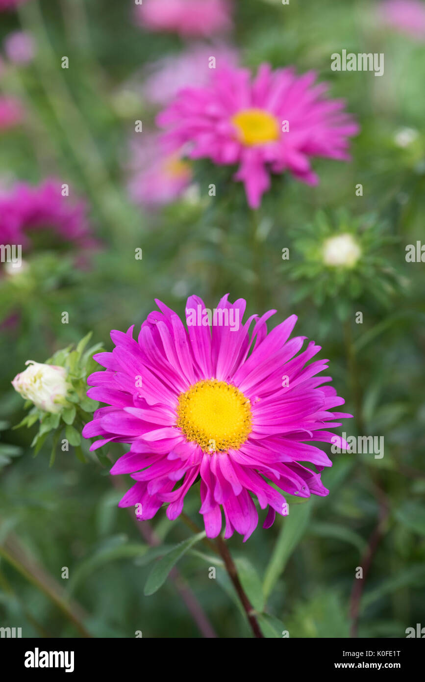 Aster giant single andrella hi-res stock photography and images - Alamy