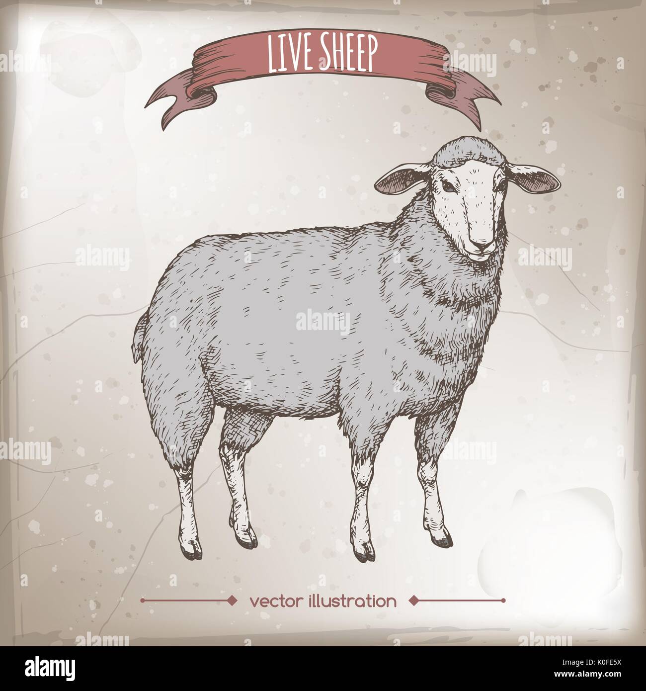 Vintage color label with live sheep Stock Vector Image & Art - Alamy