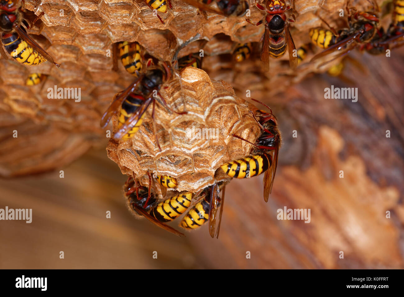 Big wasps - European hornets - are building a nest Stock Photo - Alamy