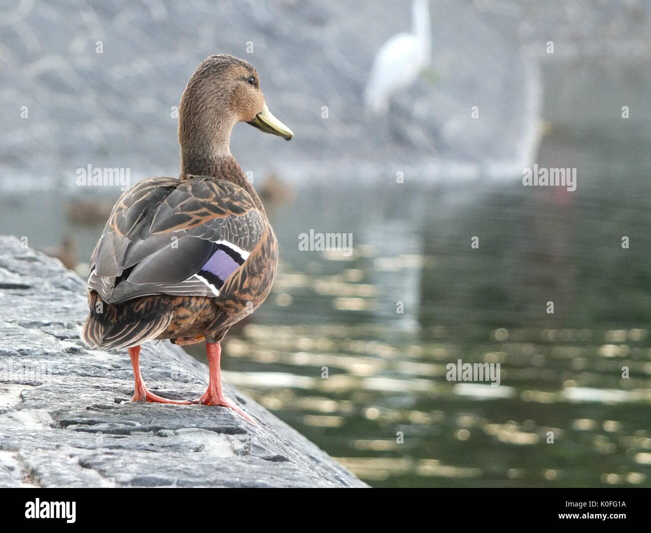 Staring duck at Chapultepec lake, Mexico City Stock Photo - Alamy