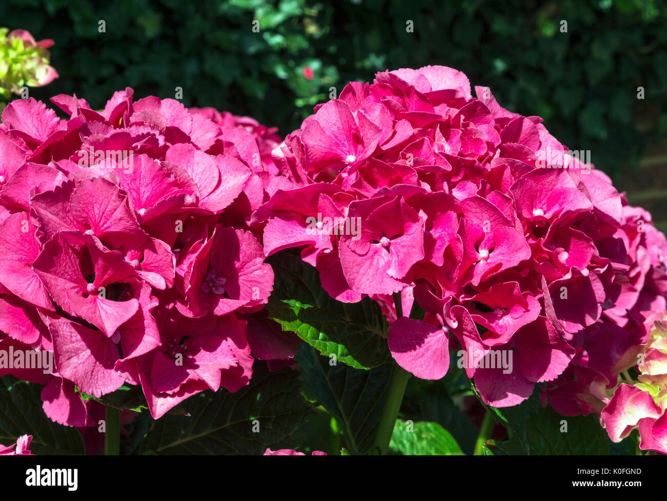 Hydrangea closeup petals hi-res stock photography and images - Alamy
