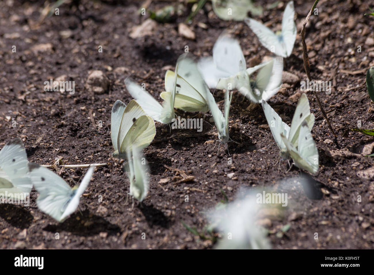 Motion speed wildlife hi-res stock photography and images - Alamy