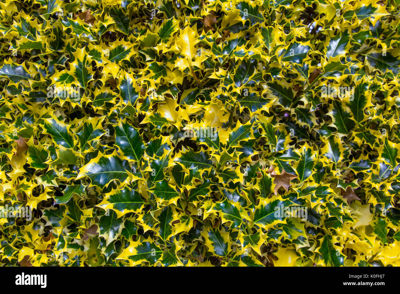 Holly green hi-res stock photography and images - Alamy