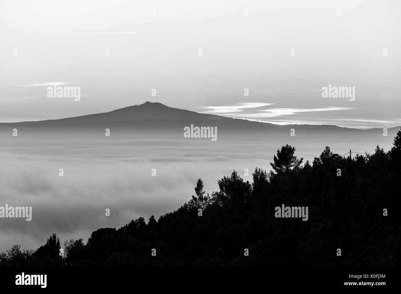 Trees top view Black and White Stock Photos & Images - Alamy