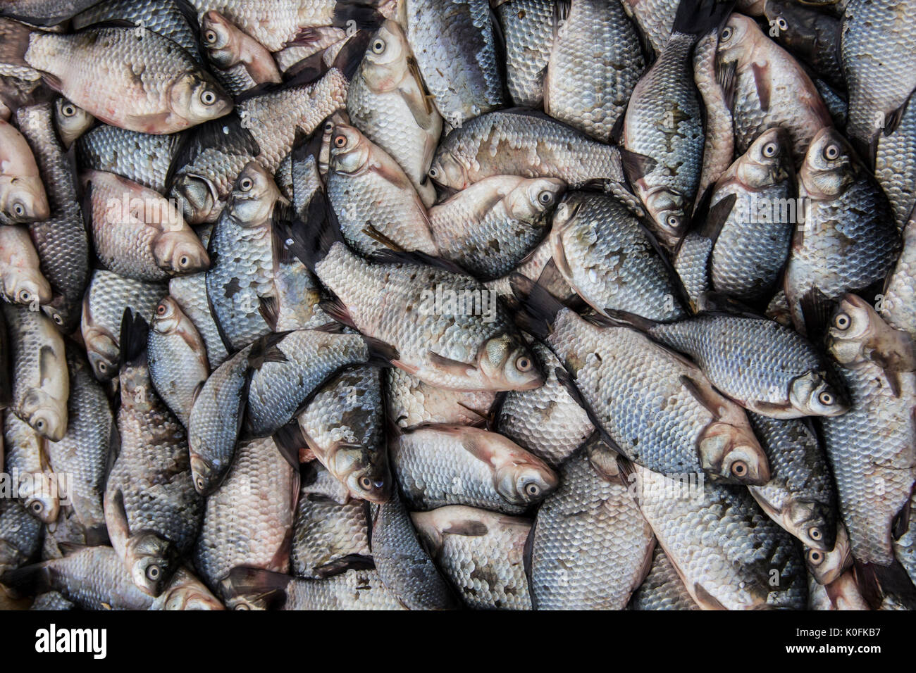 Crucian carp hi-res stock photography and images - Alamy