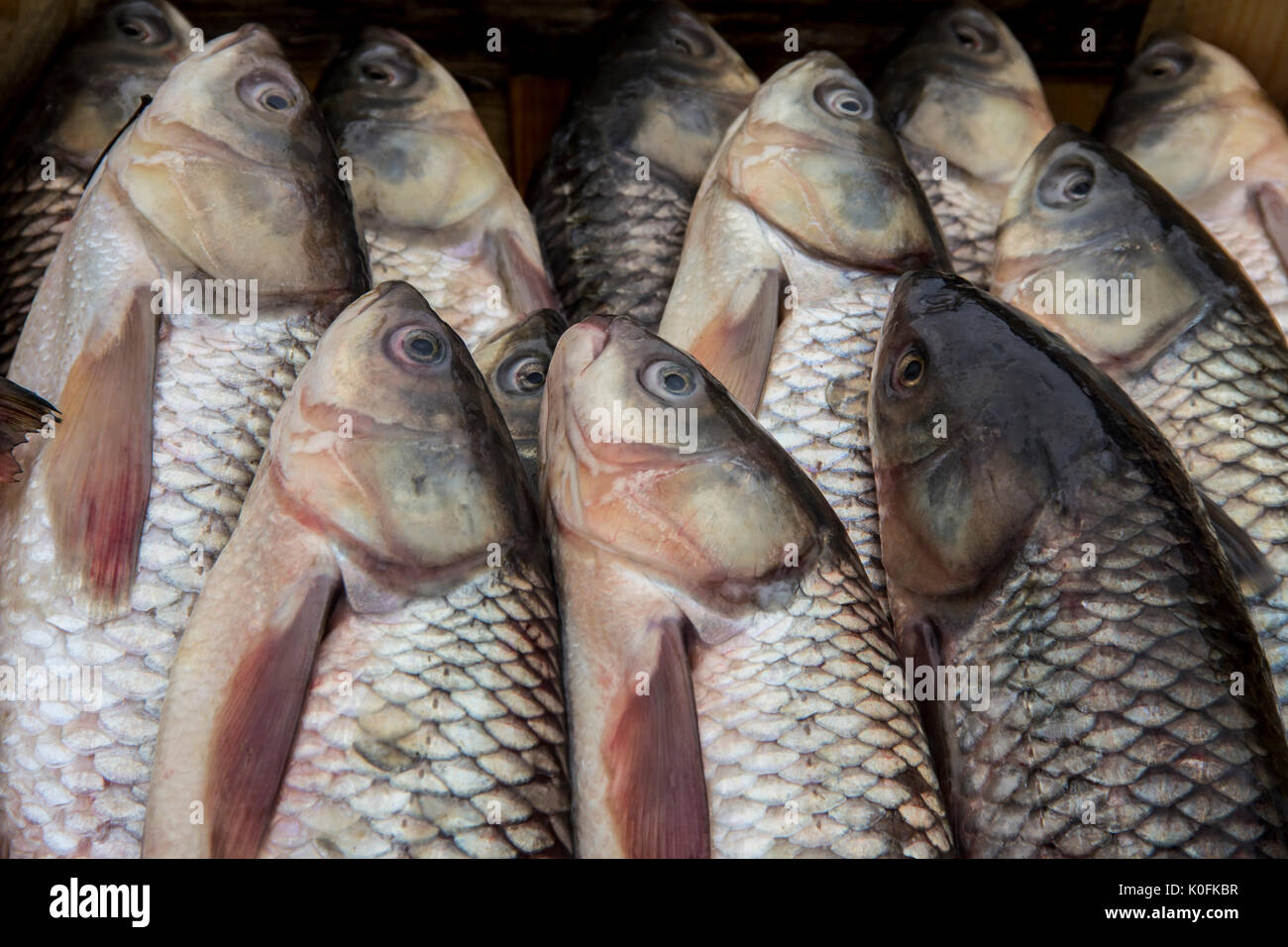 Chinese fish market stall hi-res stock photography and images - Alamy