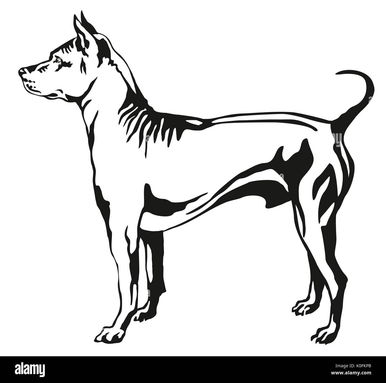 Decorative portrait of standing in profile Thai Ridgeback, vector ...