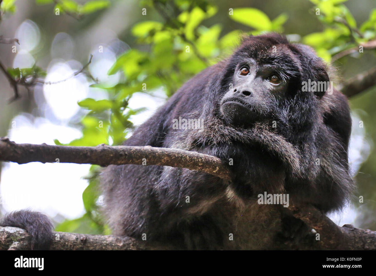 Tired monkey hi-res stock photography and images - Alamy