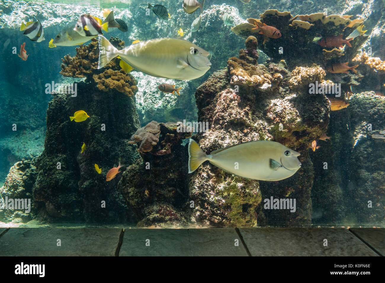 Fish swim in a tropical aquarium Stock Photo - Alamy
