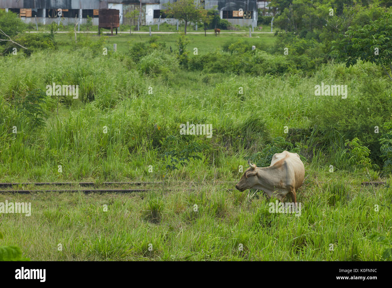 Cuban, Cuba, Capital, Havana cow grazing with the railway behind Stock ...