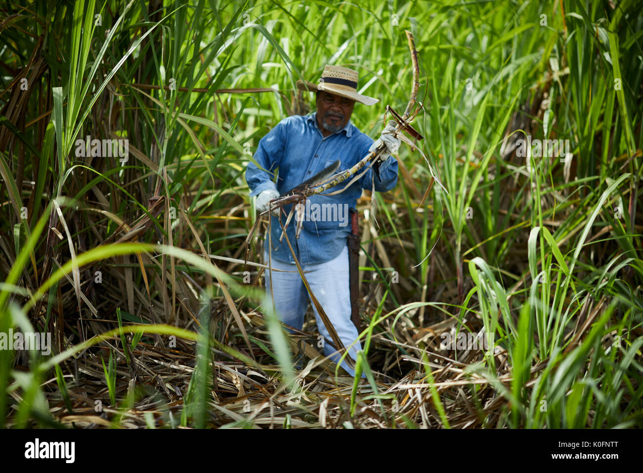 Cuban, Cuba, Cardenas, open air sugar cane grass in the museum farm ...